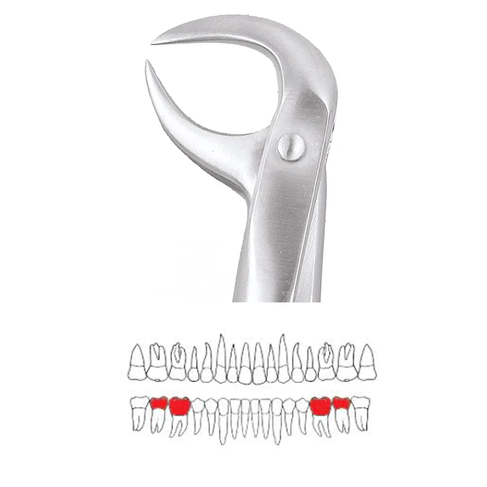 GDC Extraction Forceps Lower Molars - 86B Standard (FX86BS) Online at ...