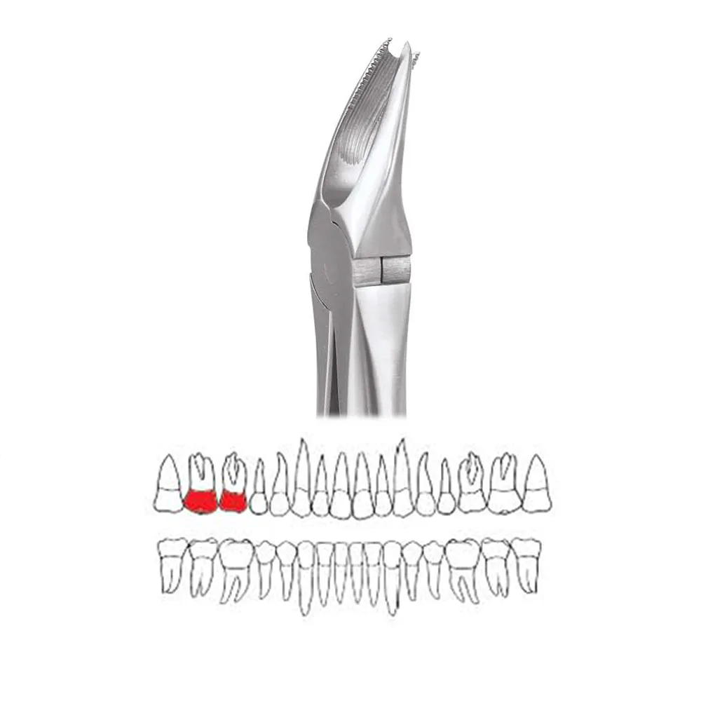 GDC Extraction Forceps Upper Molar Right Premium Cowhorn- FX89P ...